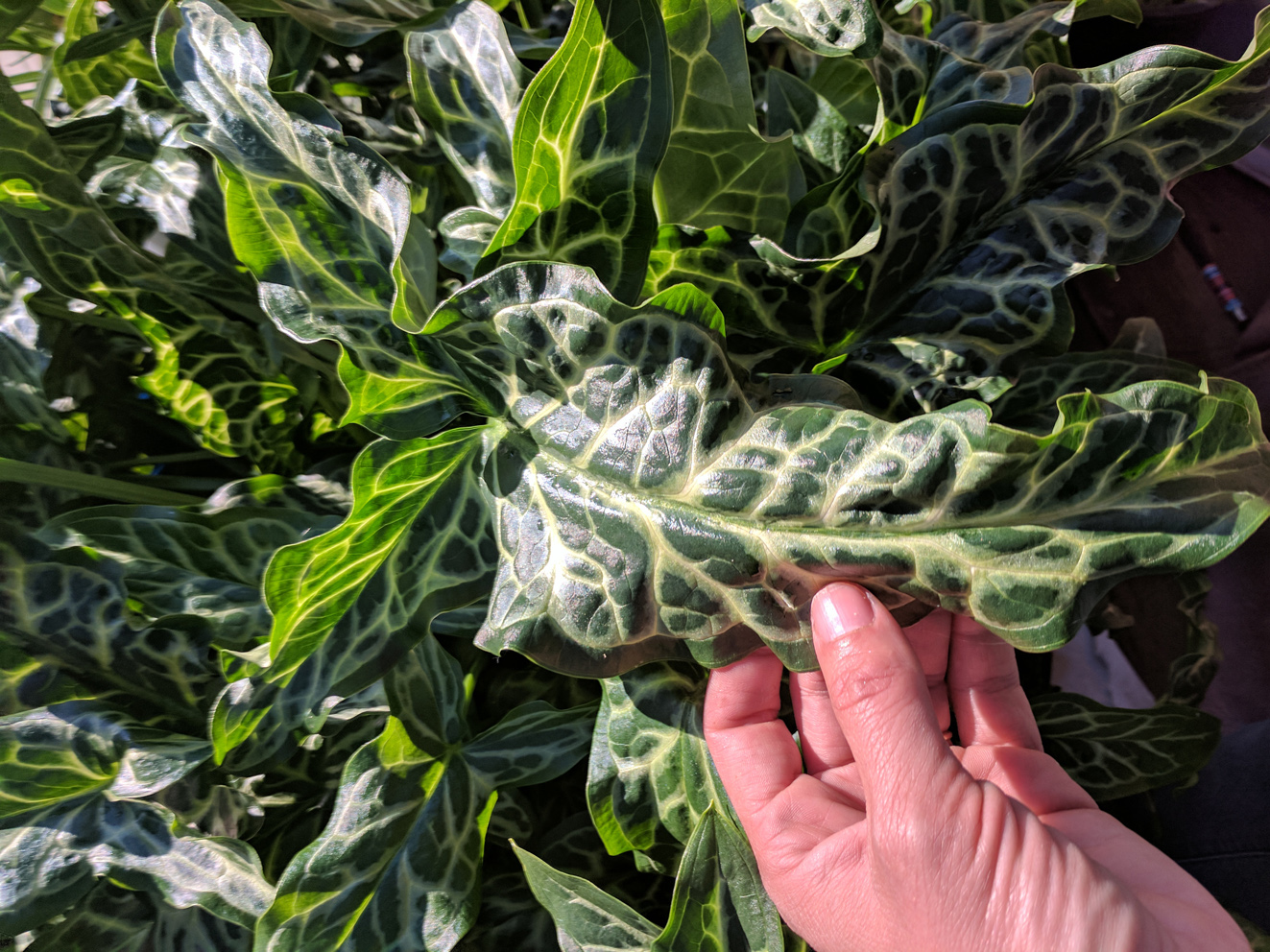 This Just In-spiration: Meet Mariana Folberg – The Goods